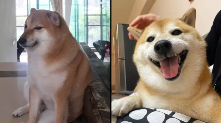 El perro detrás del icónico meme Cheems Doge ha muerto tristemente